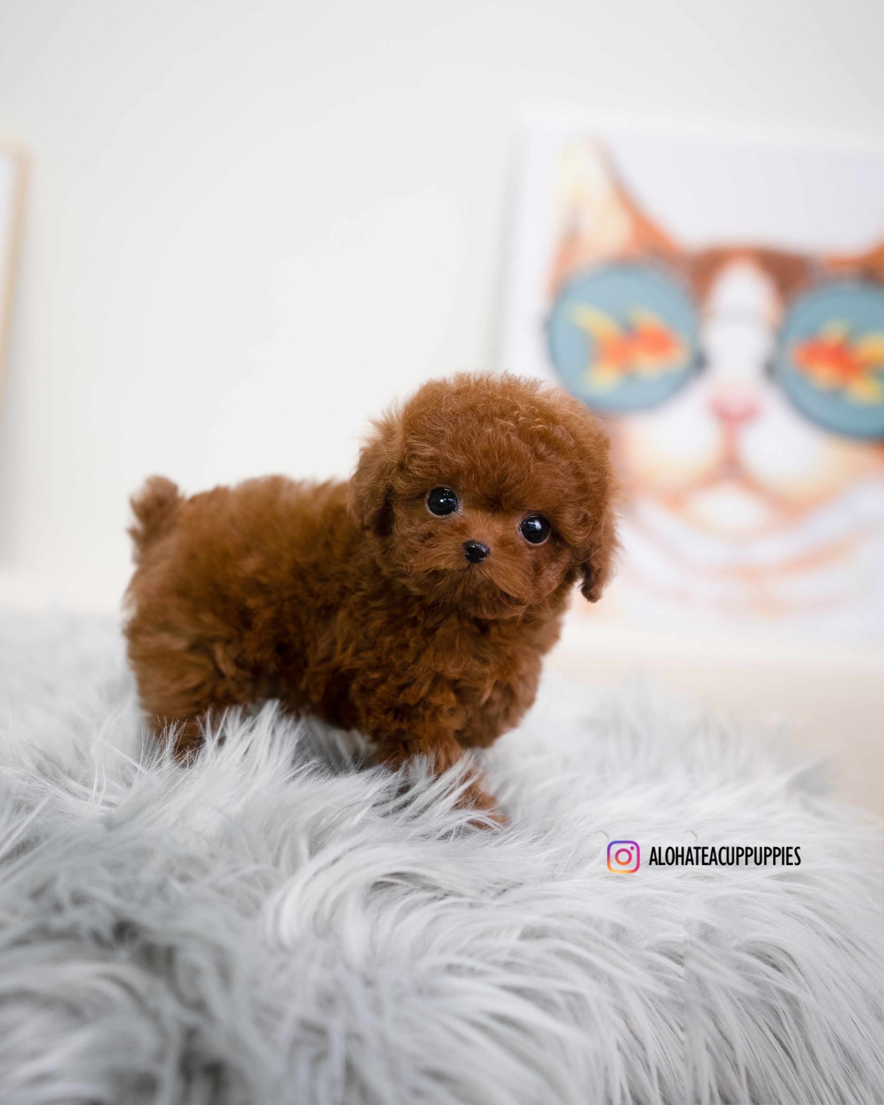 jordan [TEACUP POODLE] – Aloha Teacup Puppies