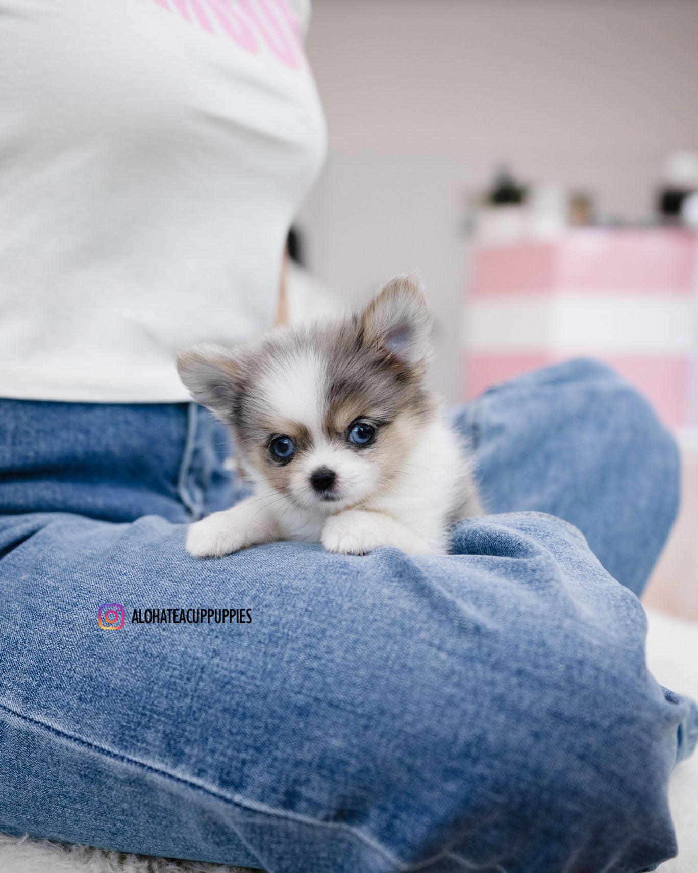 Berry [TEACUP POMSKY] – Aloha Teacup Puppies