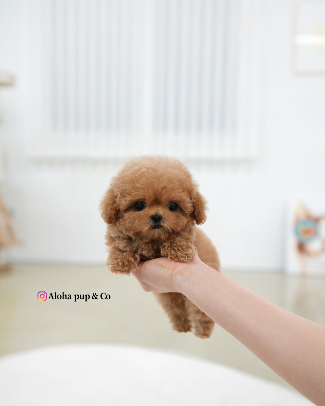Esme [TEACUP POODLE] – Aloha Teacup Puppies