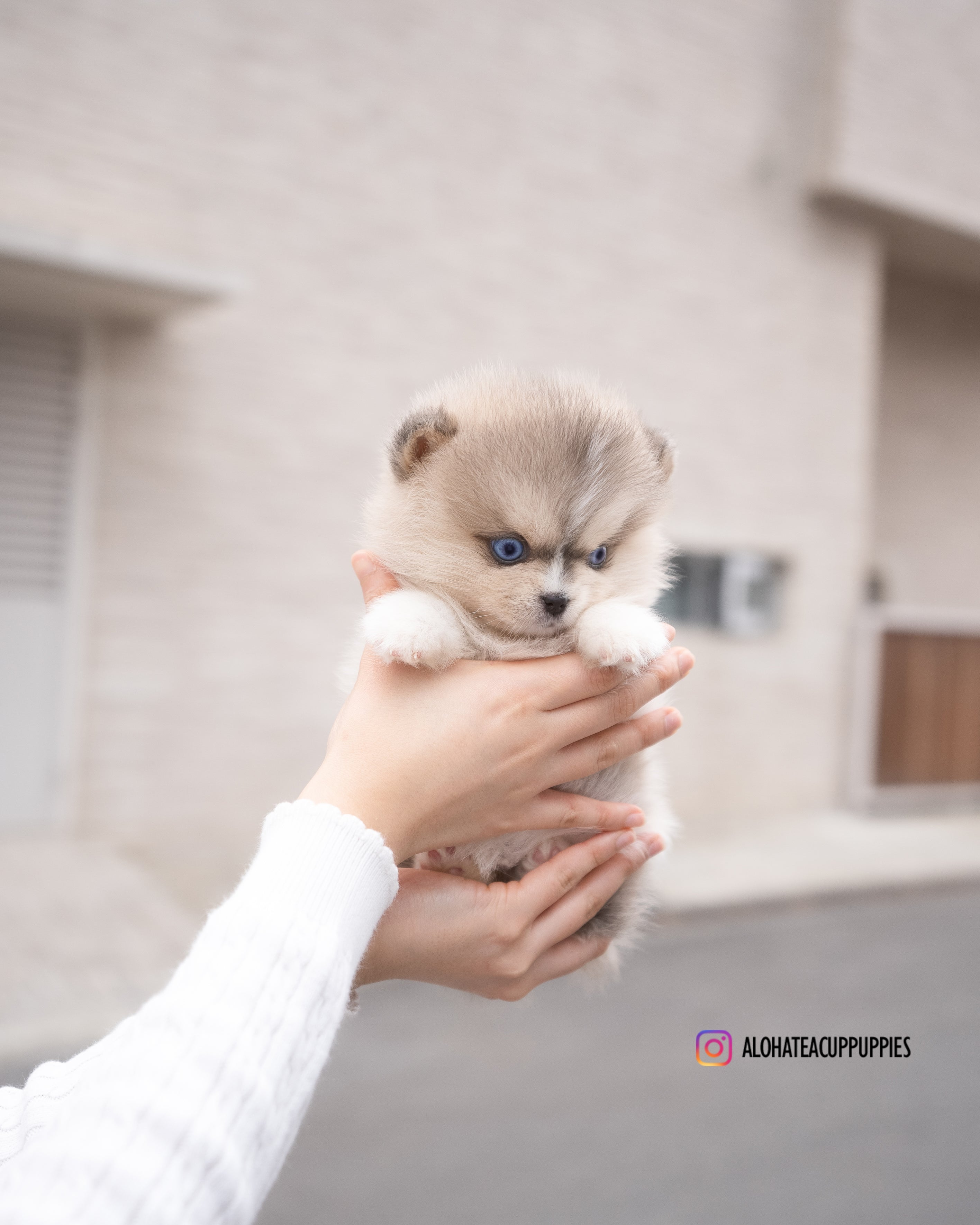 Moana [TEACUP POMSKY] – Aloha Teacup Puppies inc