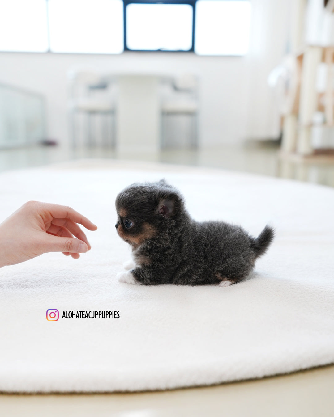Kenzo [TEACUP Chihuahua] – Aloha Teacup Puppies