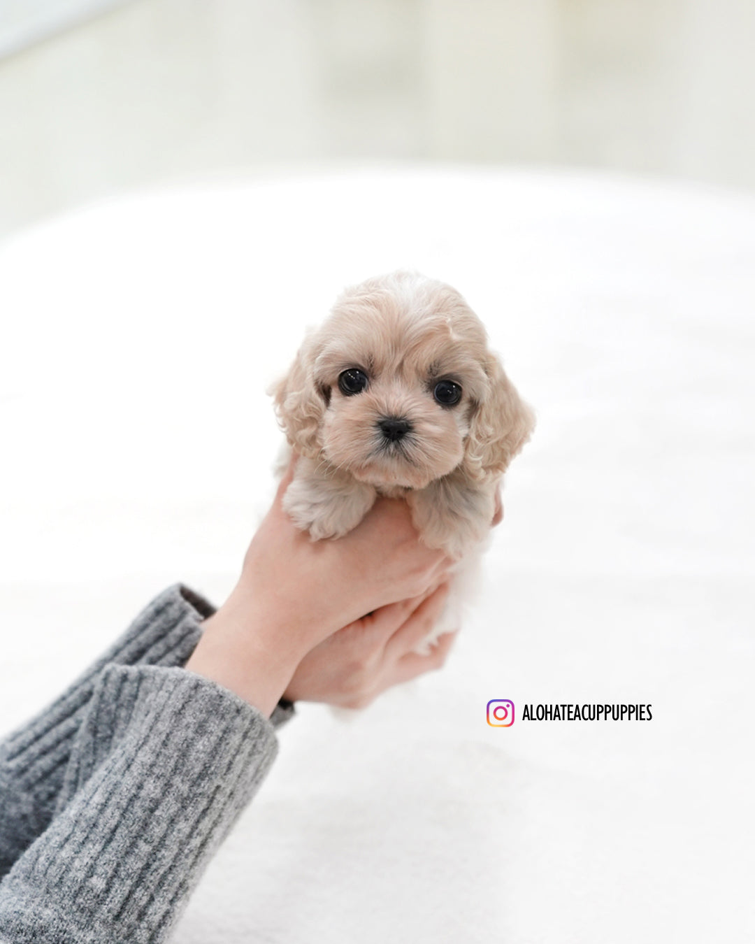 Ron [Mini Cocker Spaniel] – Aloha Teacup Puppies