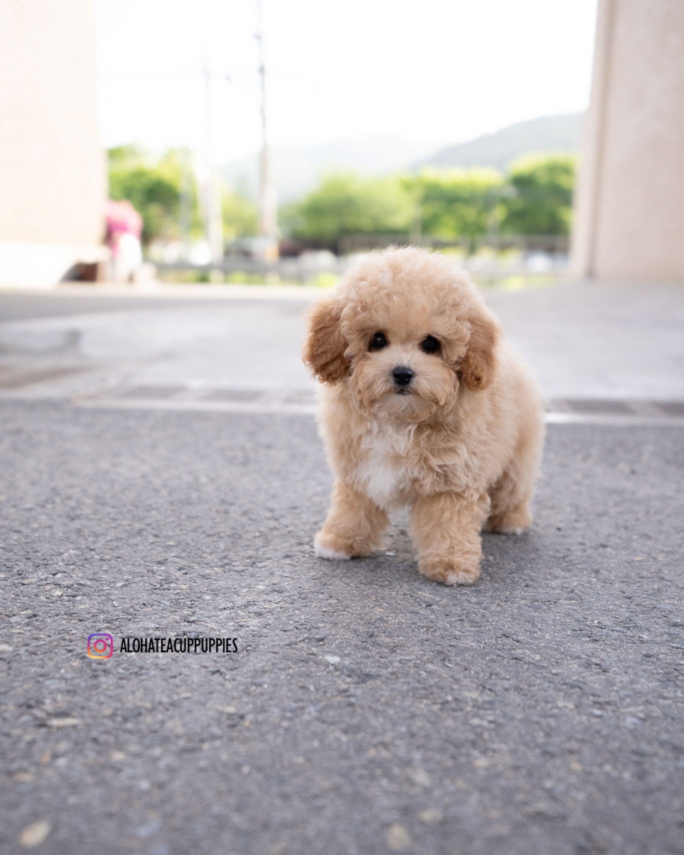 POO [MINI GOLDEN DOODLE] – Aloha Teacup Puppies
