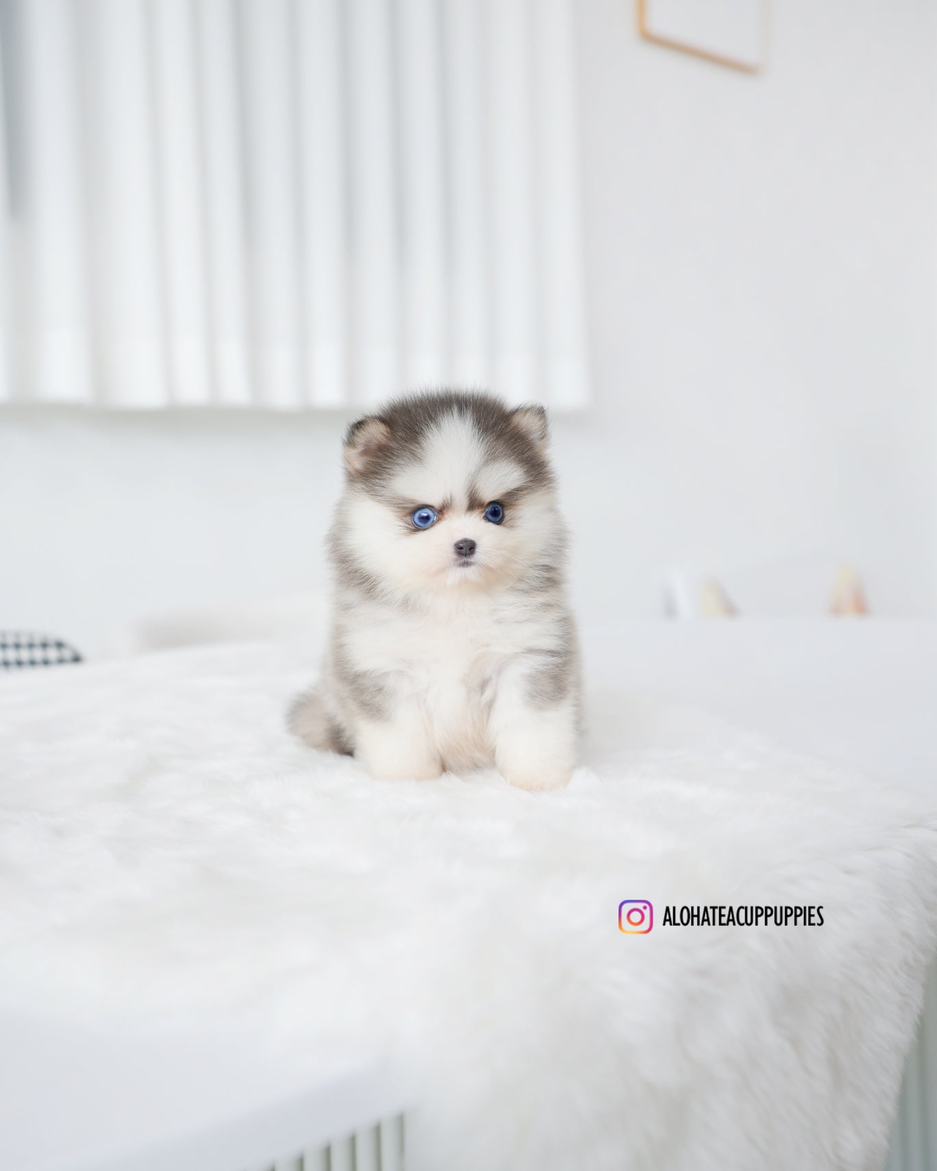Elsa [TEACUP POMSKY] – Aloha Teacup Puppies