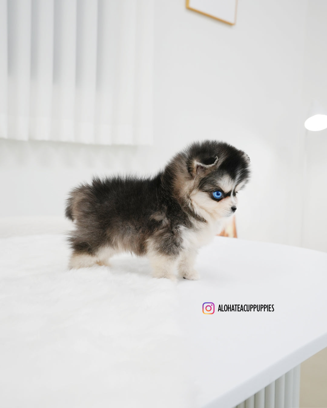 Lala [TEACUP POMSKY] – Aloha Teacup Puppies