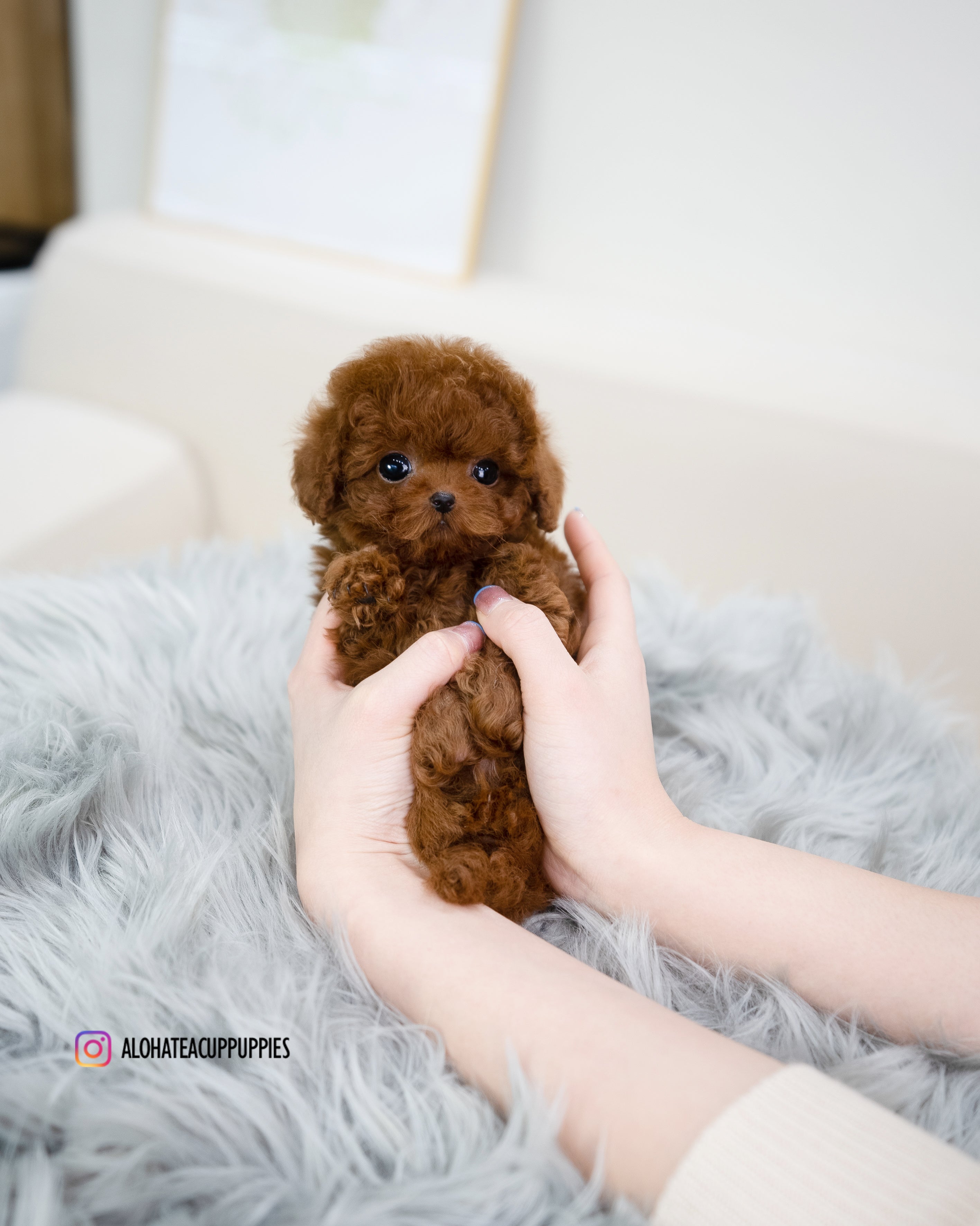 jordan [TEACUP POODLE] – Aloha Teacup Puppies