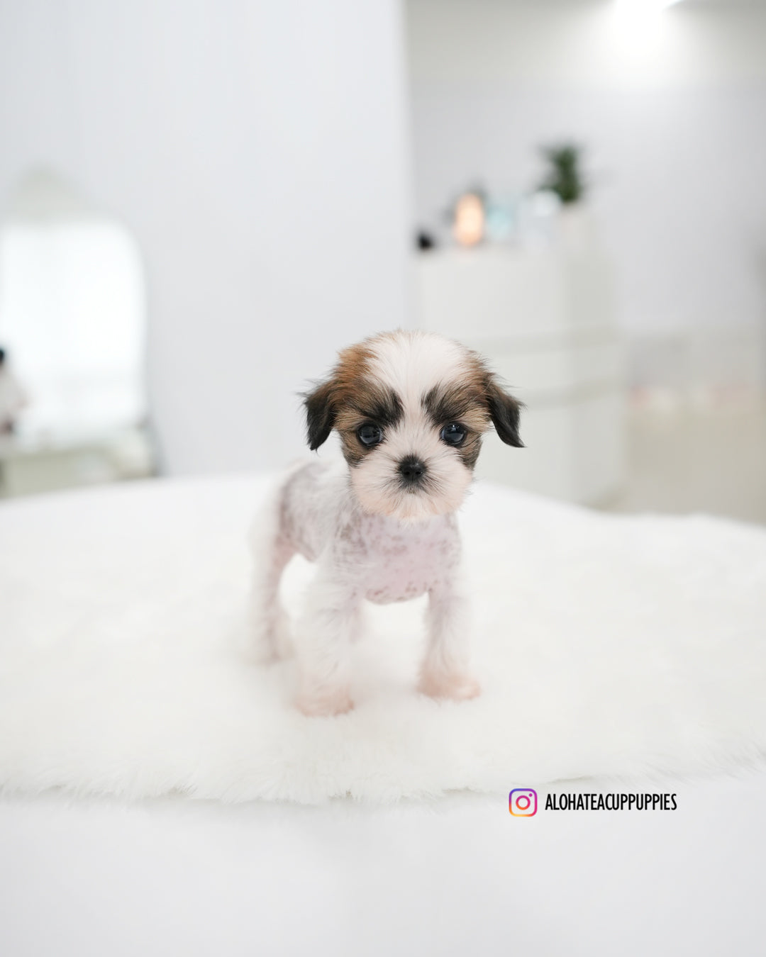 Elara [TEACUP Chinese Crested] – Aloha Teacup Puppies