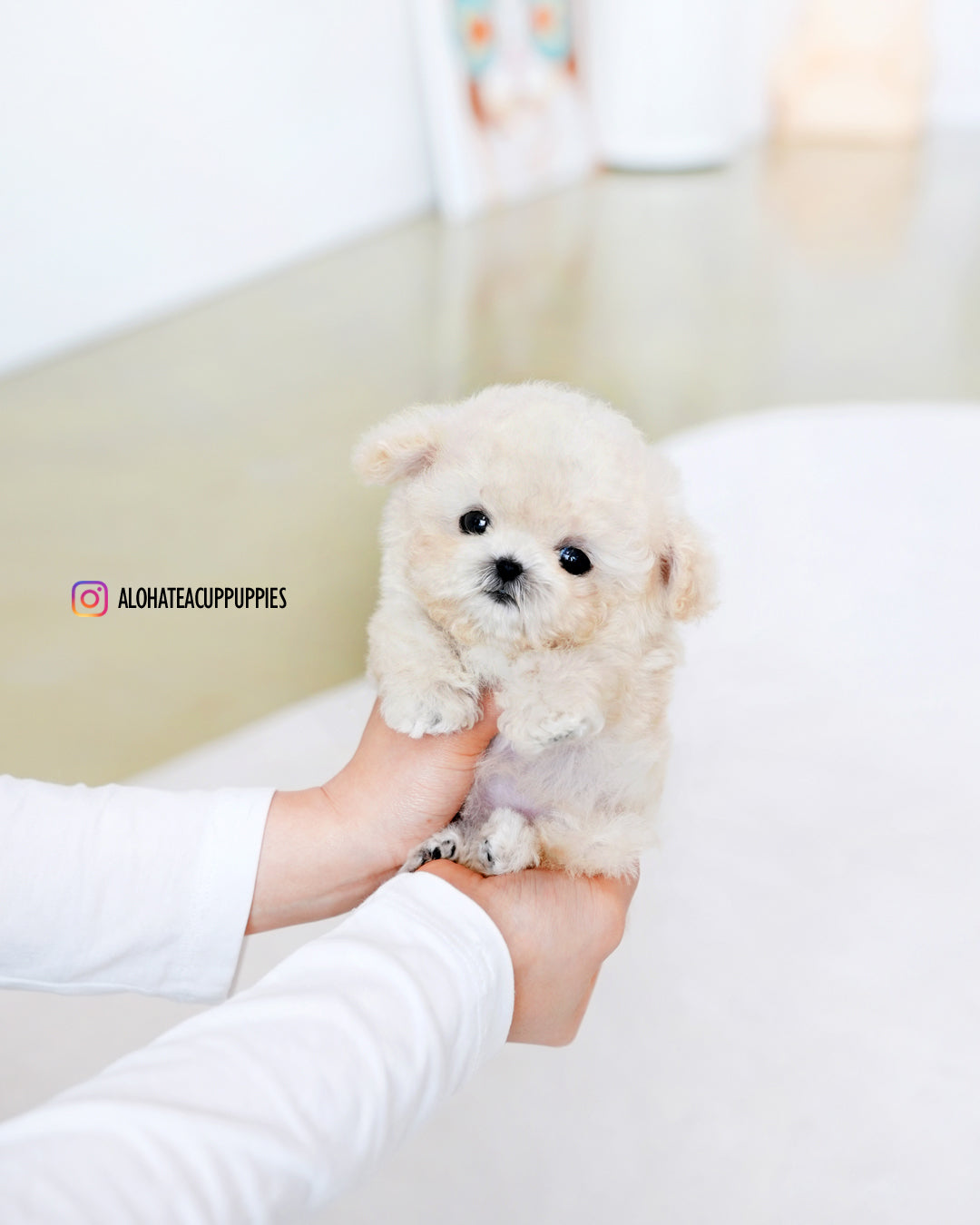 Mochi [TEACUP POODLE] – Aloha Teacup Puppies