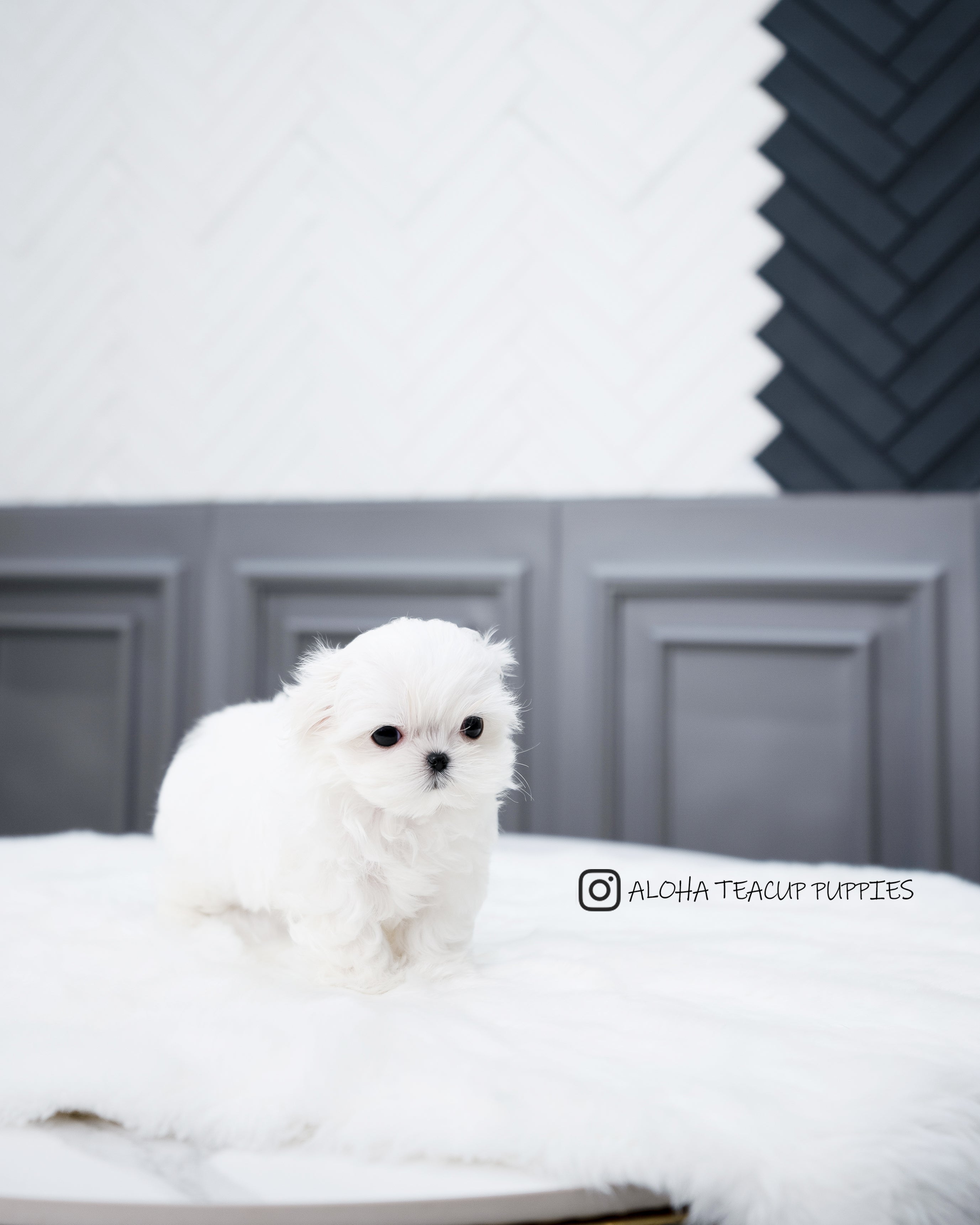 Willy [TEACUP MALTESE] – Aloha Teacup Puppies
