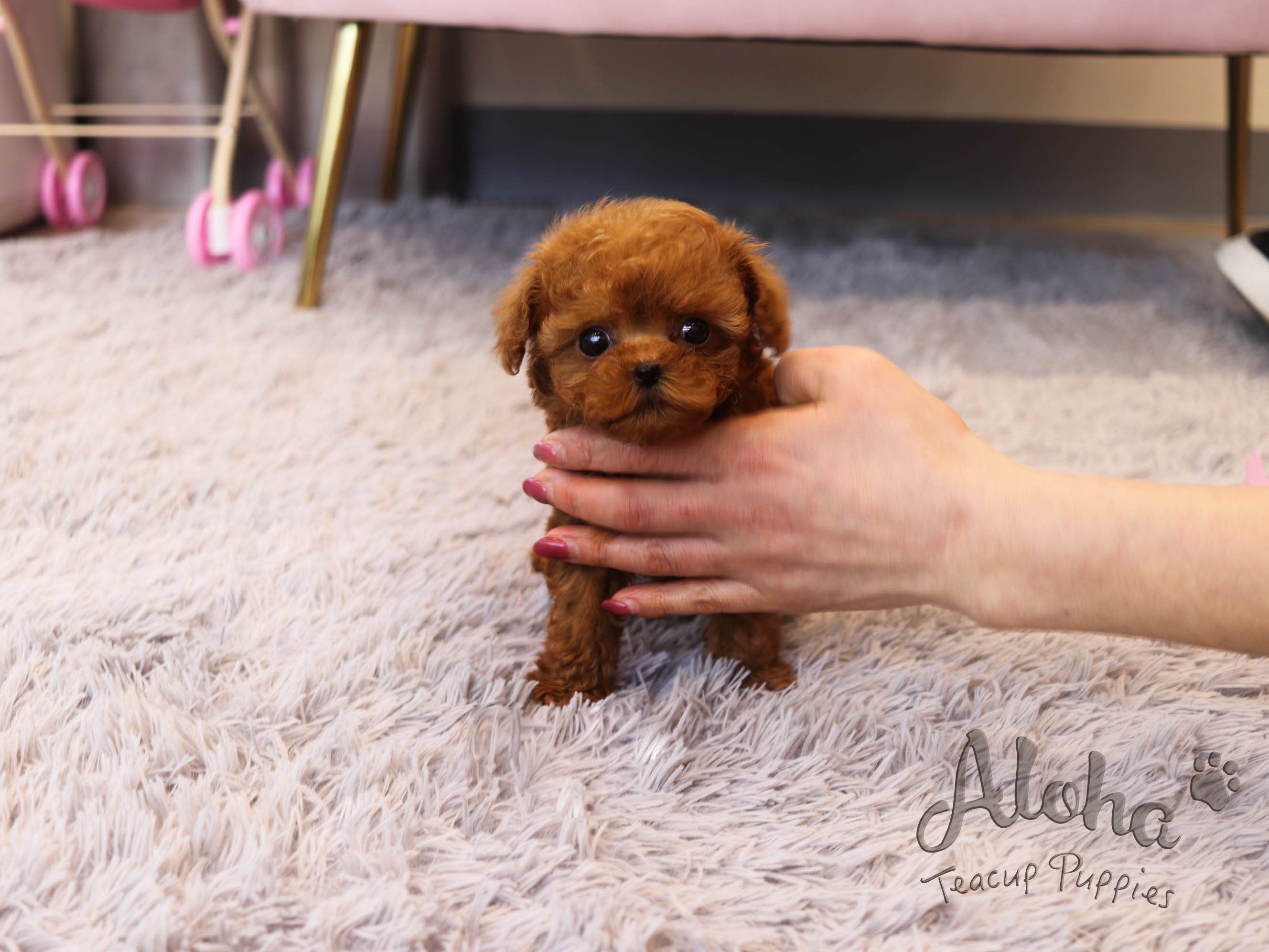 Pepsi [TEACUP POODLE] – Aloha Teacup Puppies inc