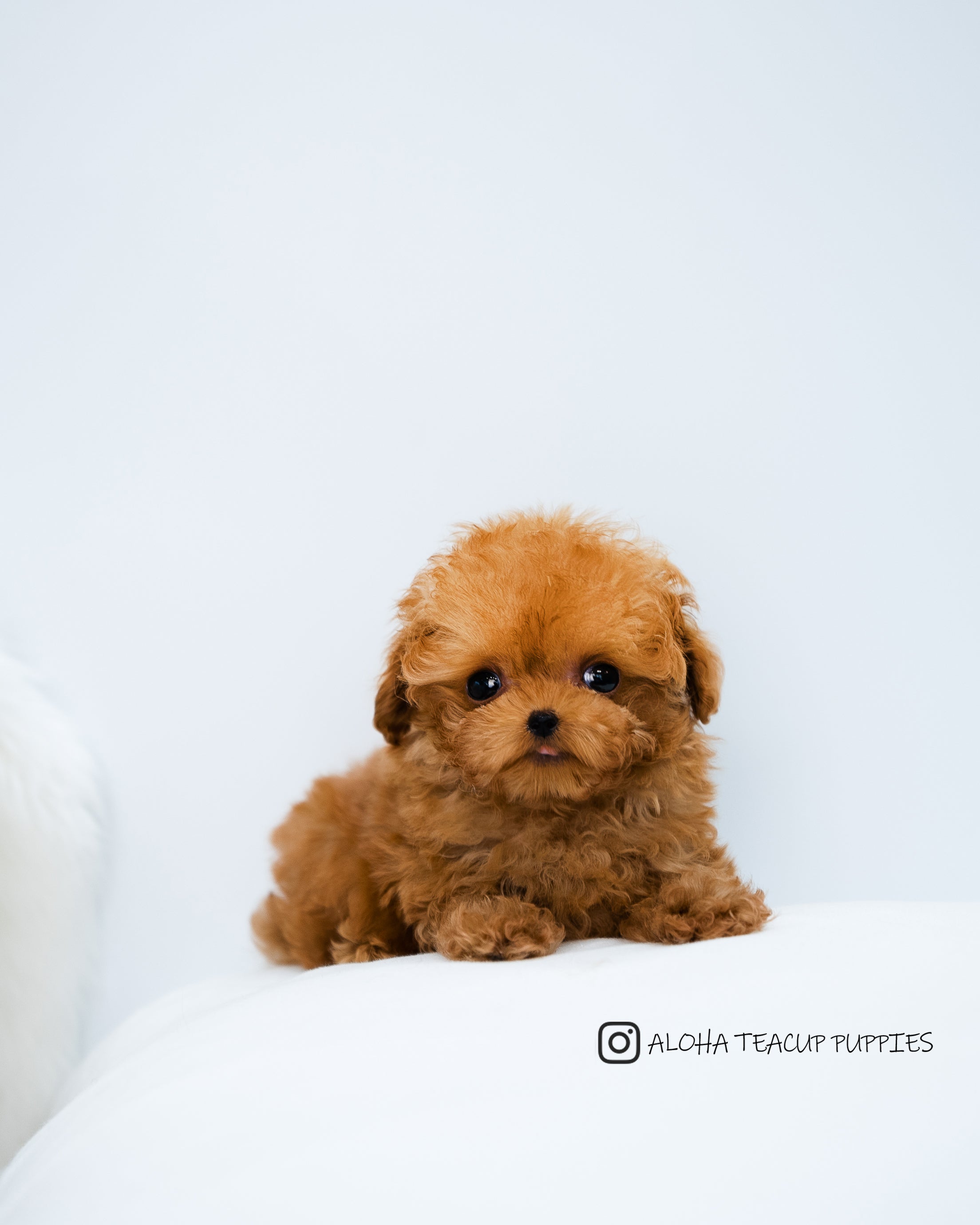 Finn [TEACUP POODLE] – Aloha Teacup Puppies