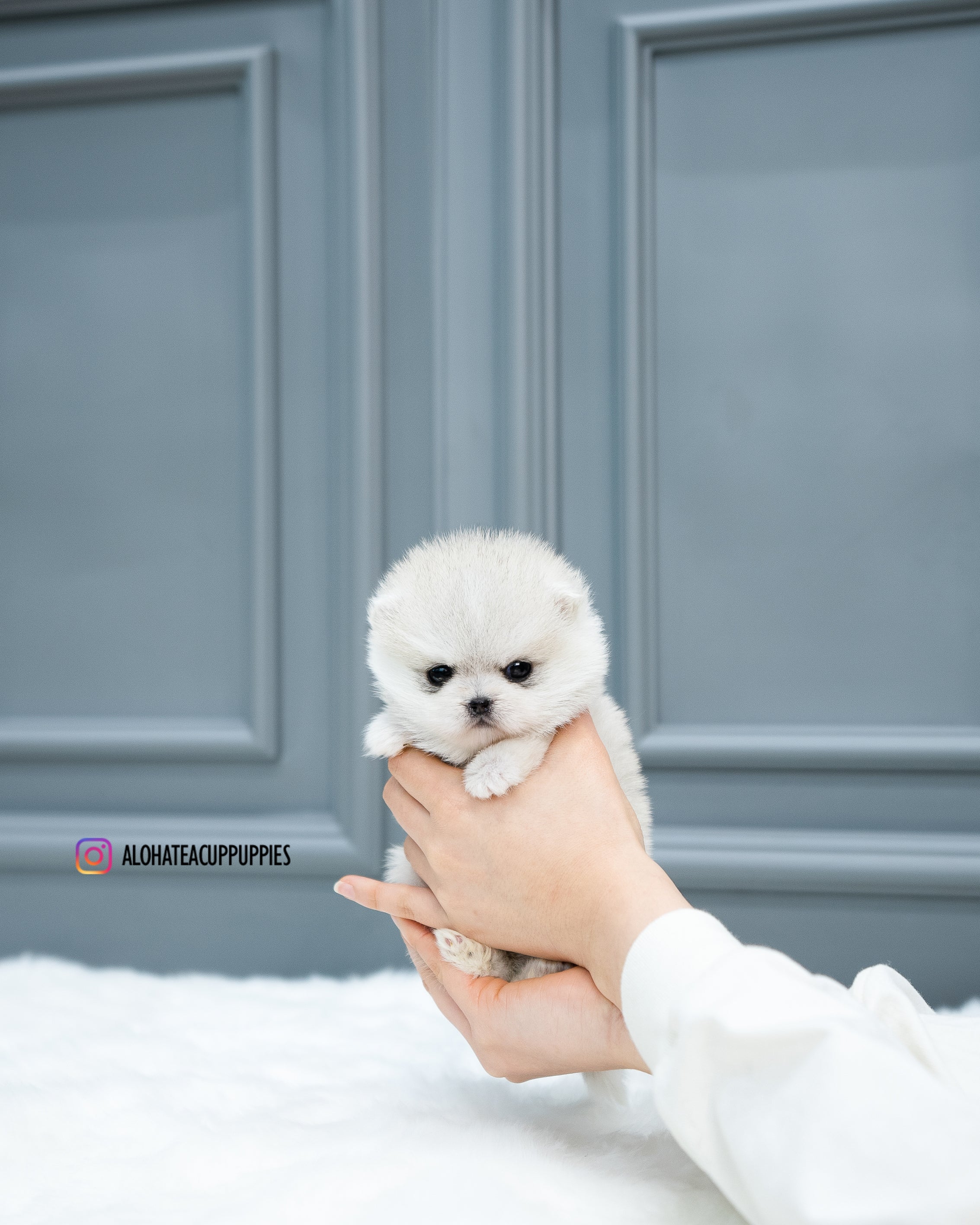 Lena [TEACUP Pomsky] – Aloha Teacup Puppies