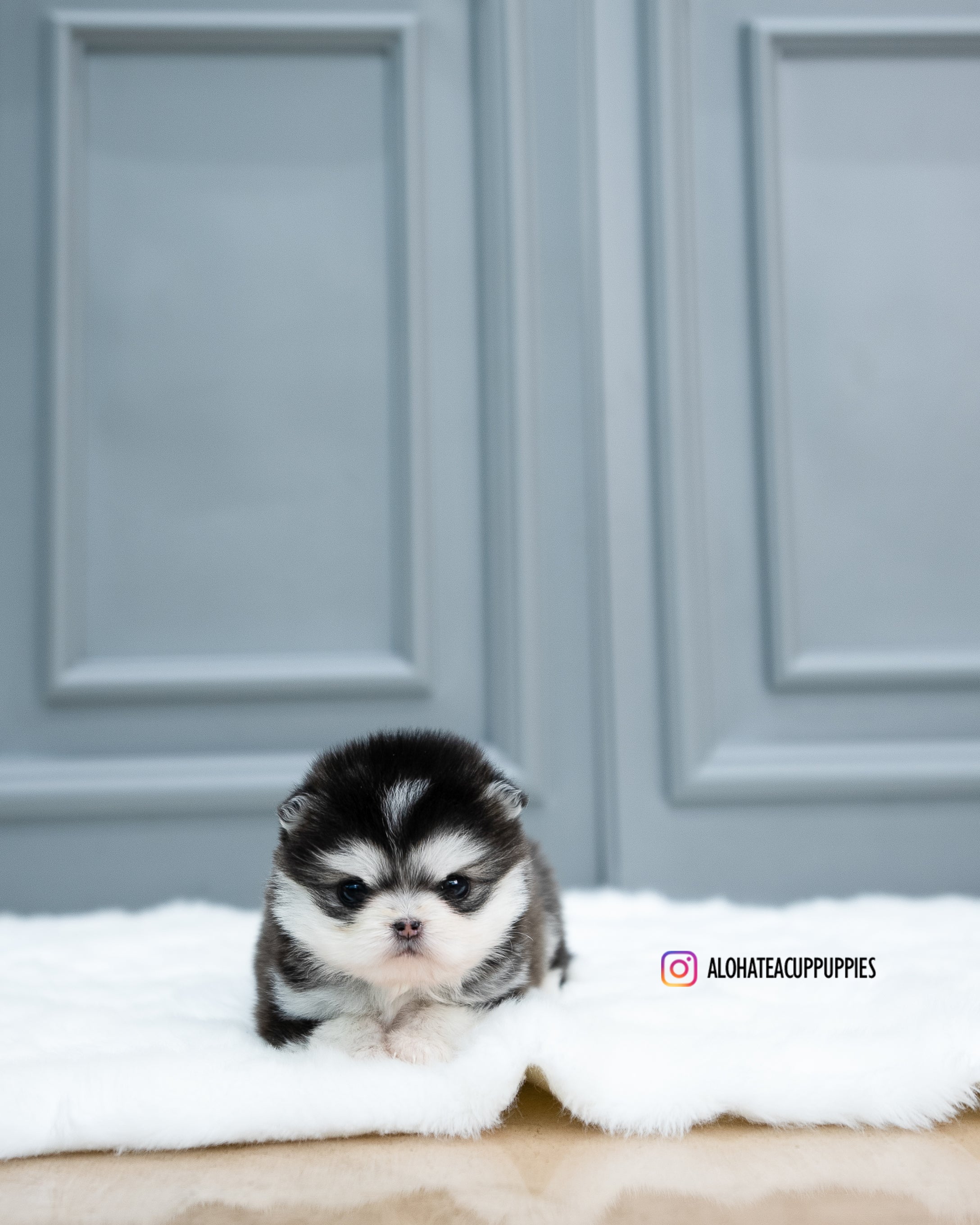 Tate [TEACUP Pomsky] – Aloha Teacup Puppies