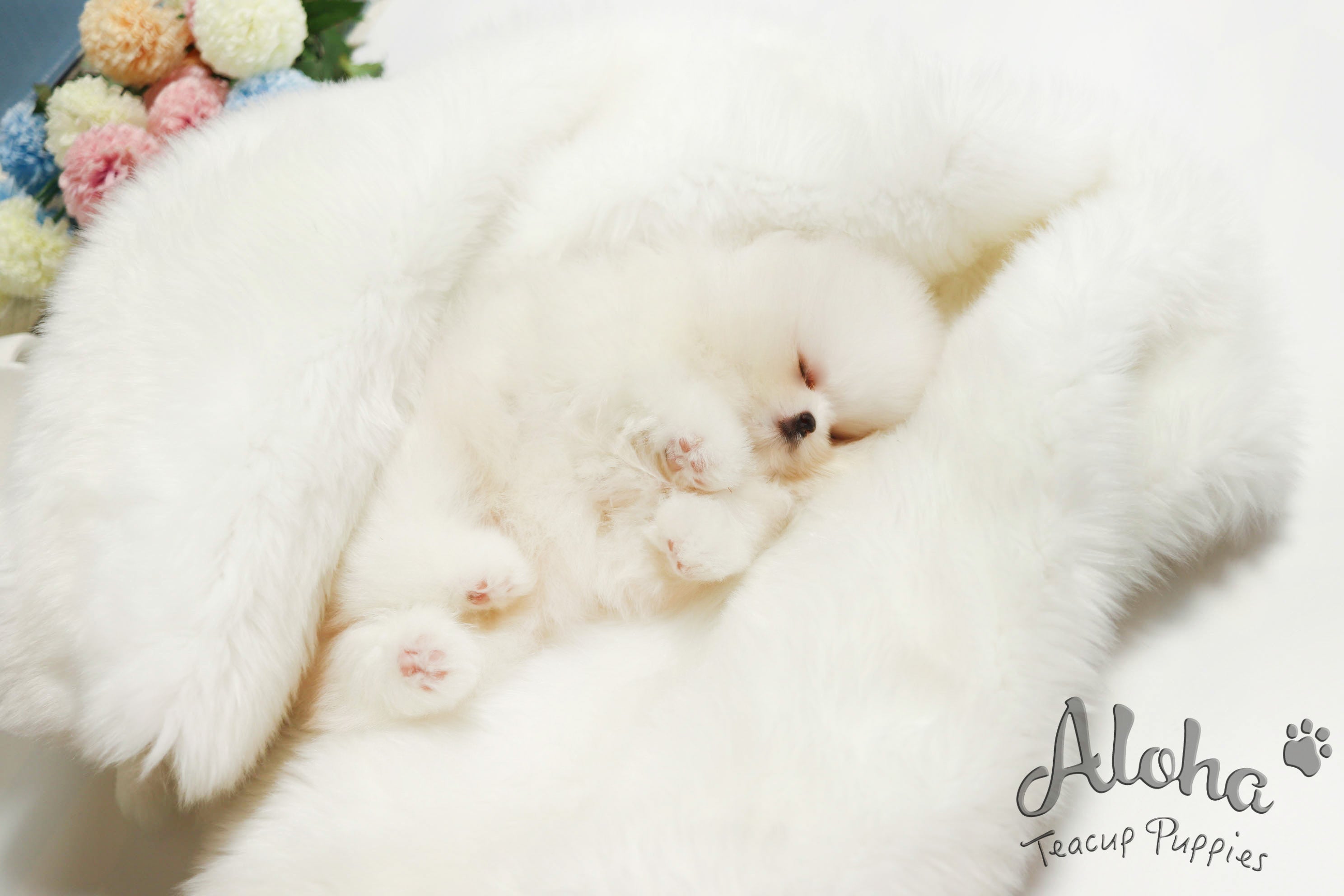 Sold to Amelia, Boo [Teacup Pomeranian] – Aloha Teacup Puppies